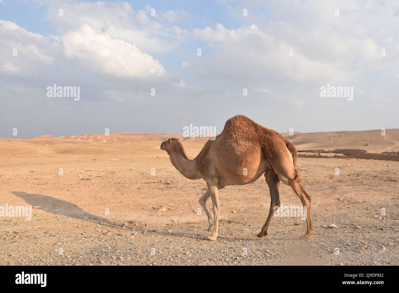 Le désert de la mer Morte , la région de Jéricho Wadi Musa , les tombes ...