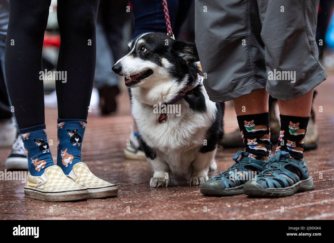 Frankie le corgi se trouve entre sa propriétaire Amy Evans et sa mère Jenni, vêtue de ...