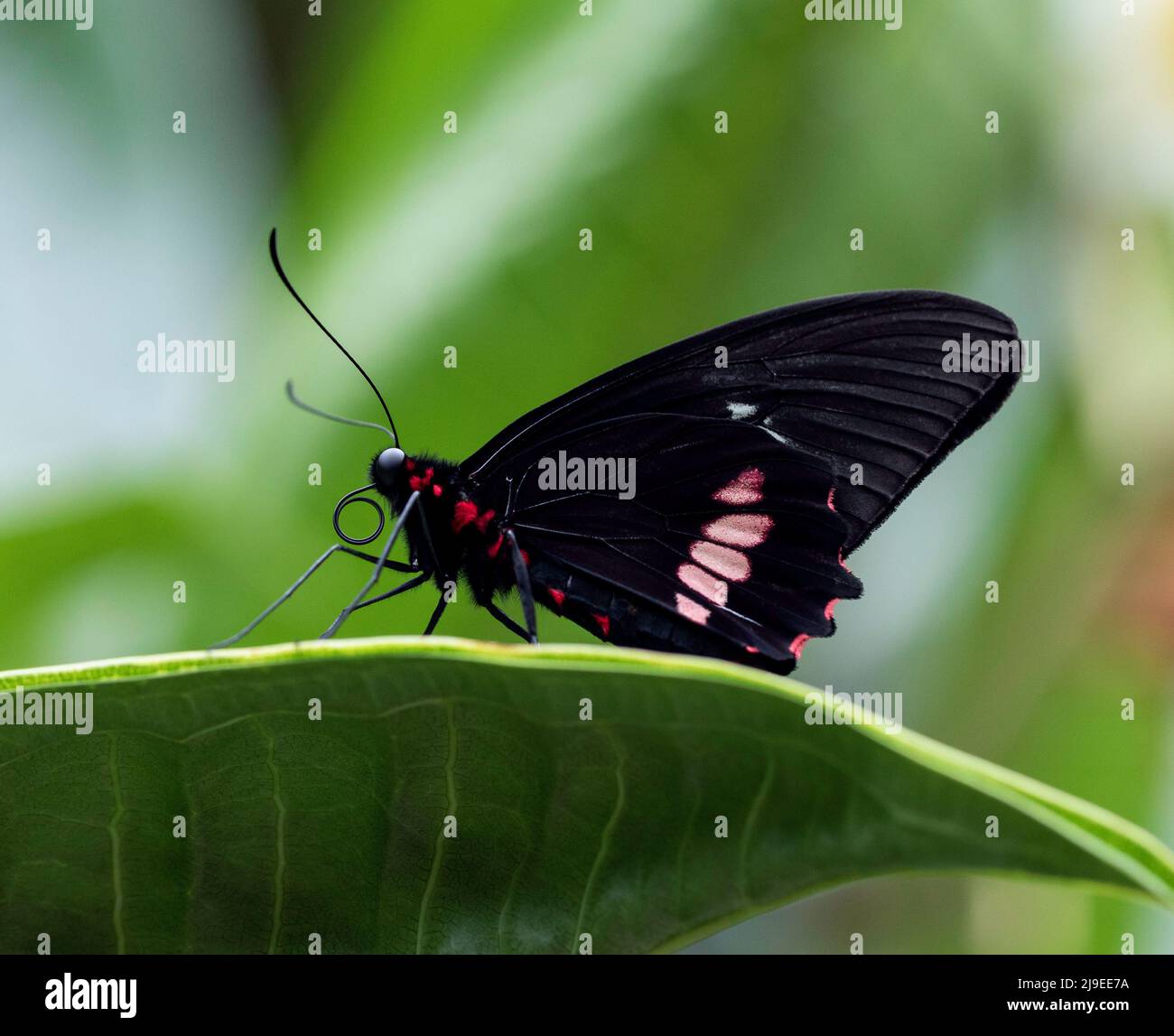 Coeur sur les ailes de papillon Banque de photographies et d’images à ...