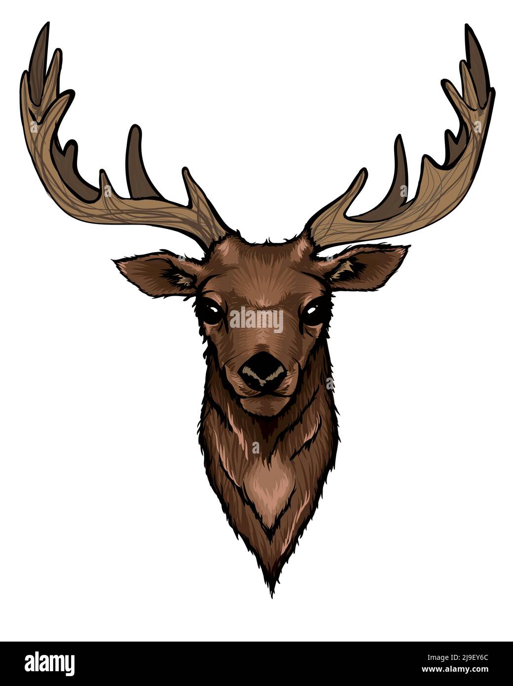 Portrait de la tête de cerf sauvage avec des cornes élégantes aux ...