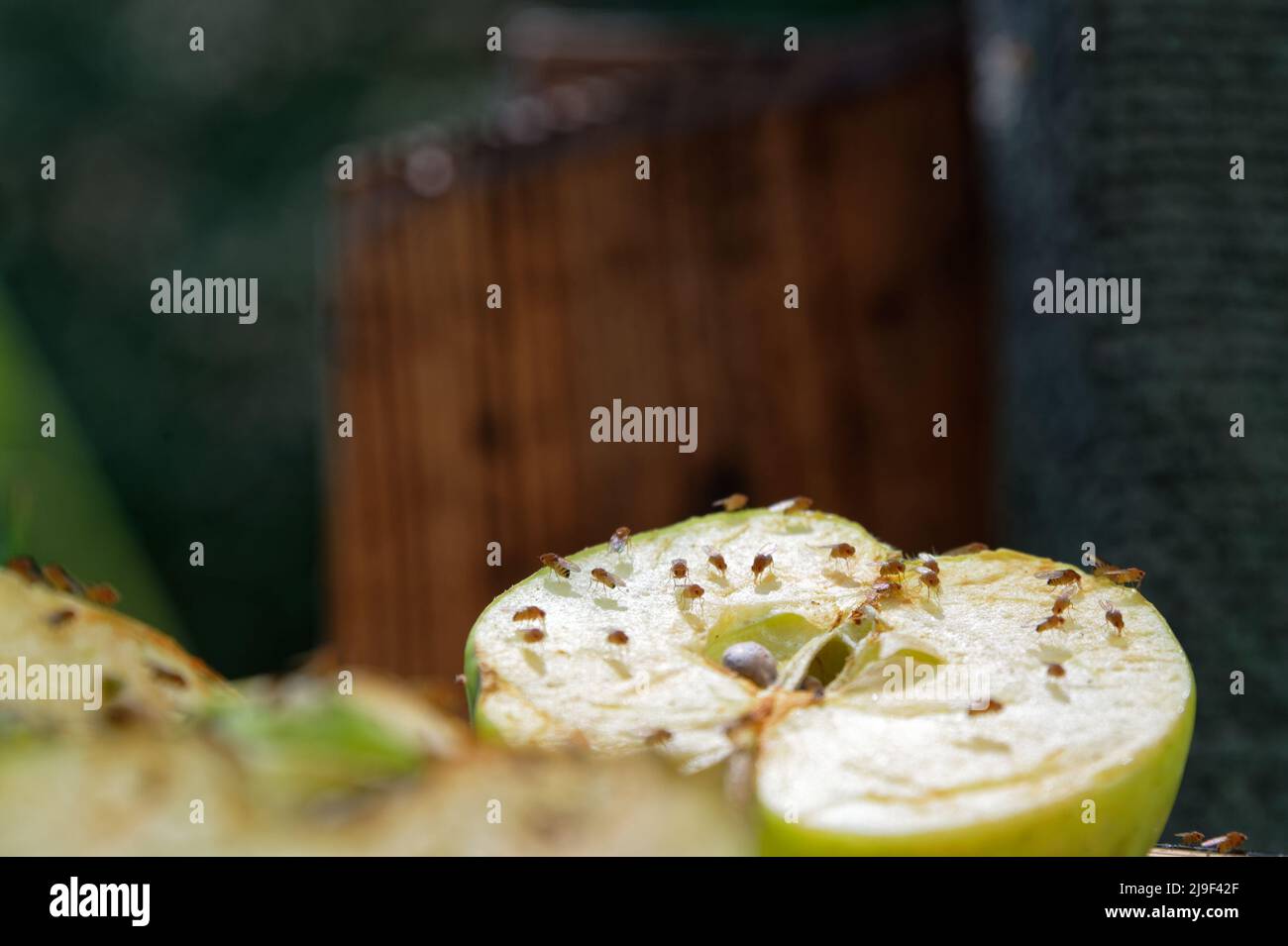 Les pommes coupées laissées à l'air libre ont attiré des mouches de ...