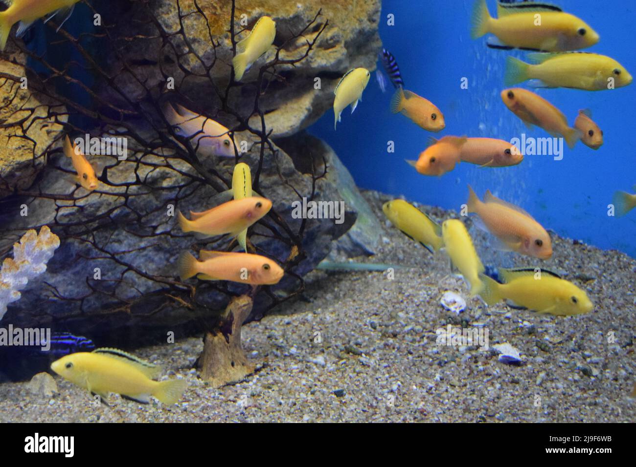 Petite nageoire africaine Banque de photographies et d’images à haute ...