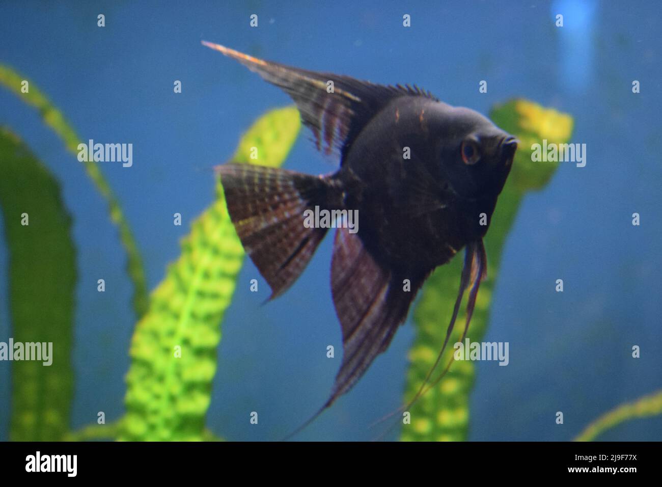 Un poisson cichlides coloré (pterophyllum scalare) nage sous l'eau dans un aquarium d'eau douce ...