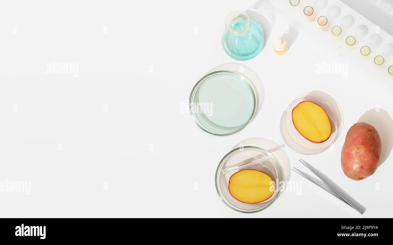 Une pomme de terre génétiquement modifiée dans un laboratoire avec des ...