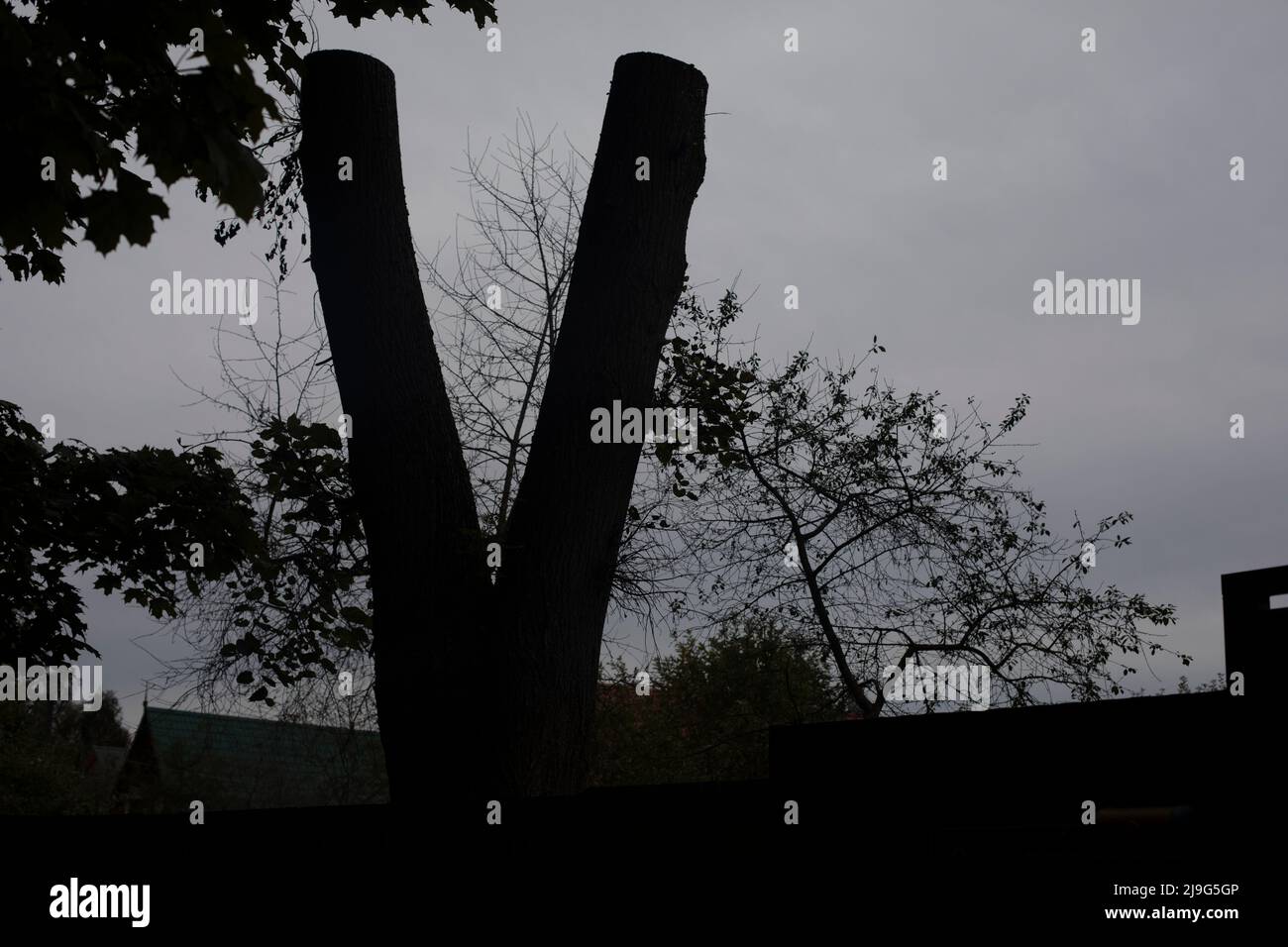 Arbre abattu. Arbre à fourche avec troncs et cime retirés. Plante ...