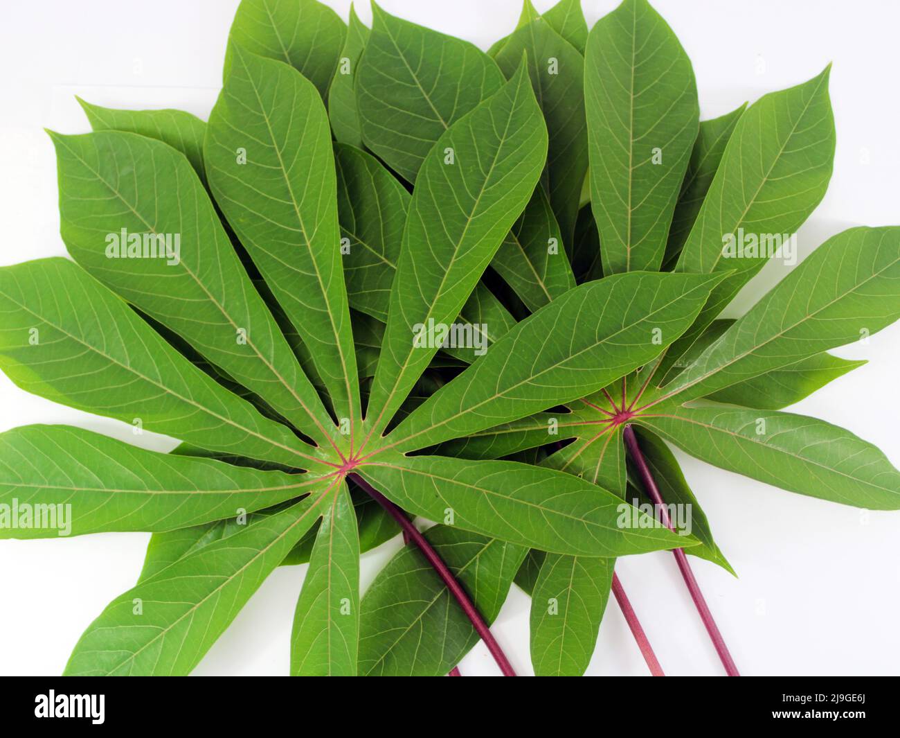 Feuilles de manioc sur fond blanc Photo Stock - Alamy