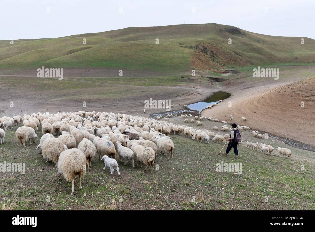 Vue sur un troupeau de moutons gardés par des chiens de berger et de ...