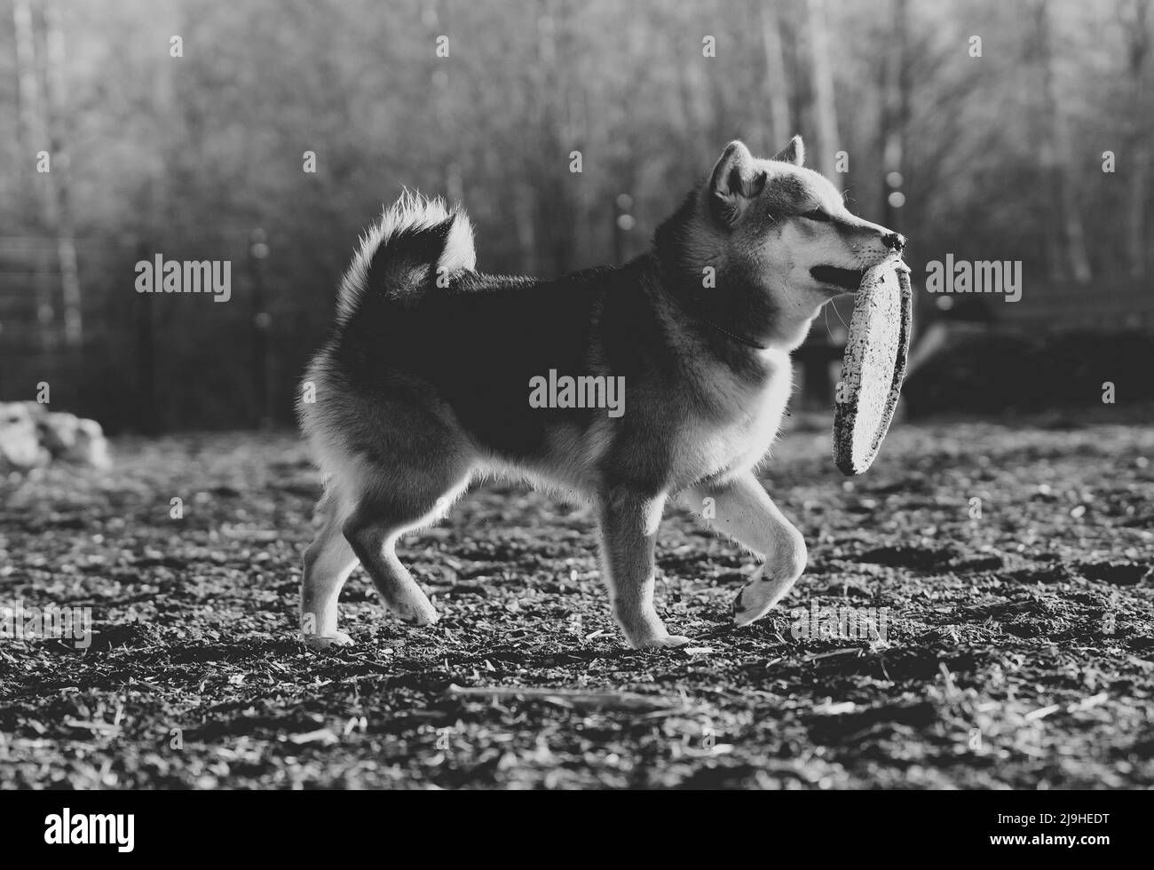 Parc de shiba Banque d'images noir et blanc - Alamy