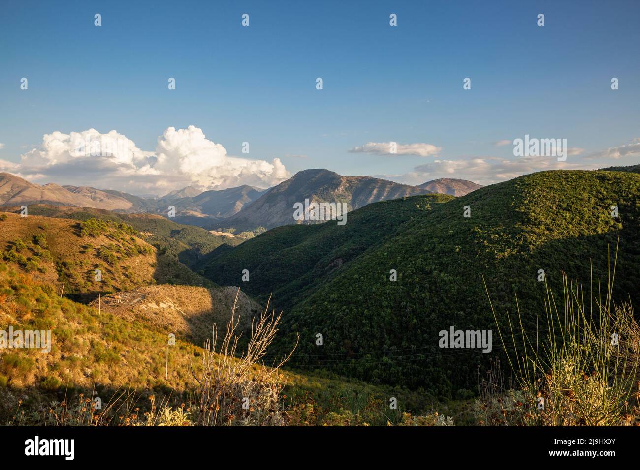 Mali vert Banque de photographies et d’images à haute résolution - Alamy