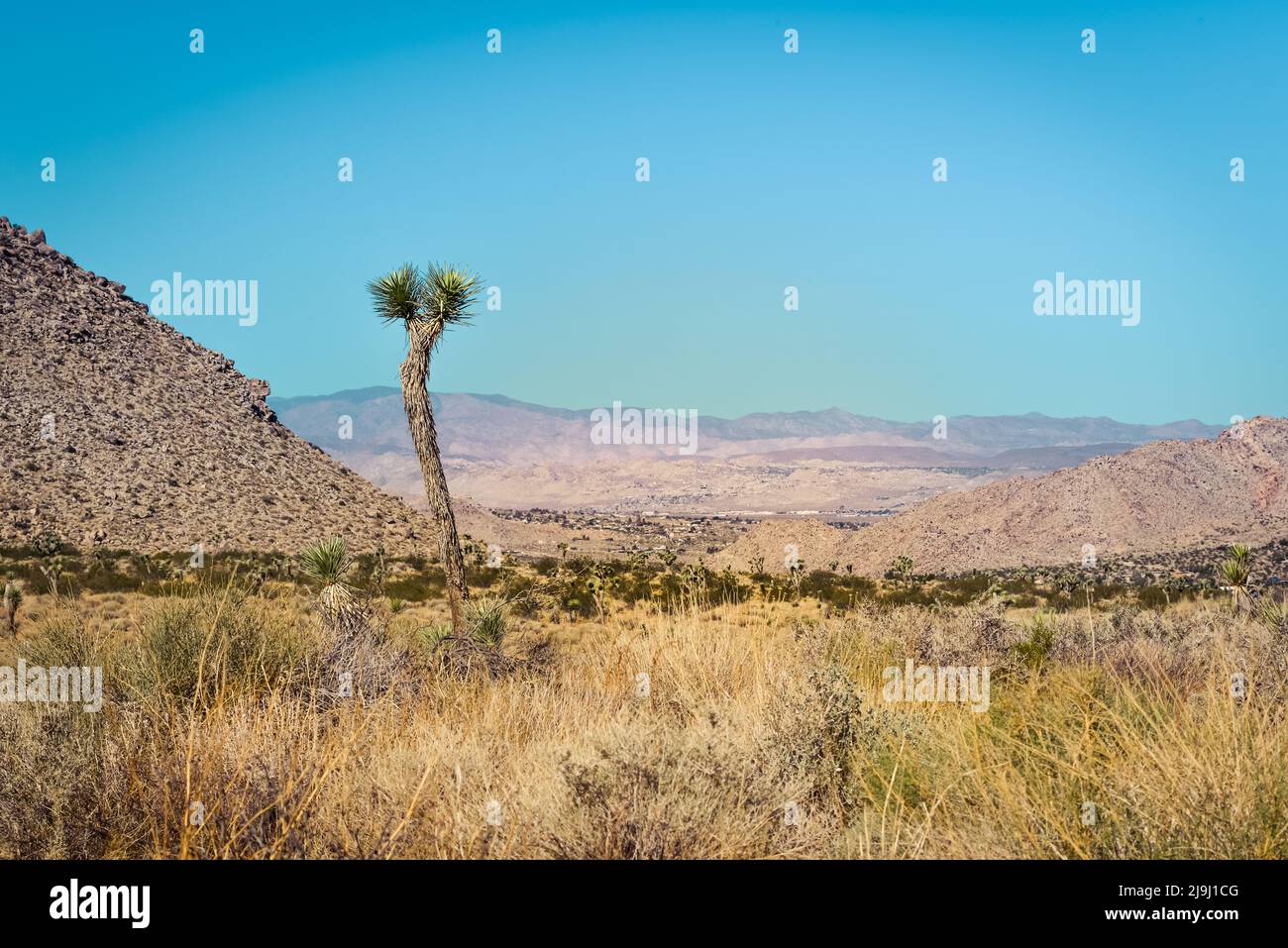 Un arbre de Joshua se dresse seul parmi les paysages désertiques ...