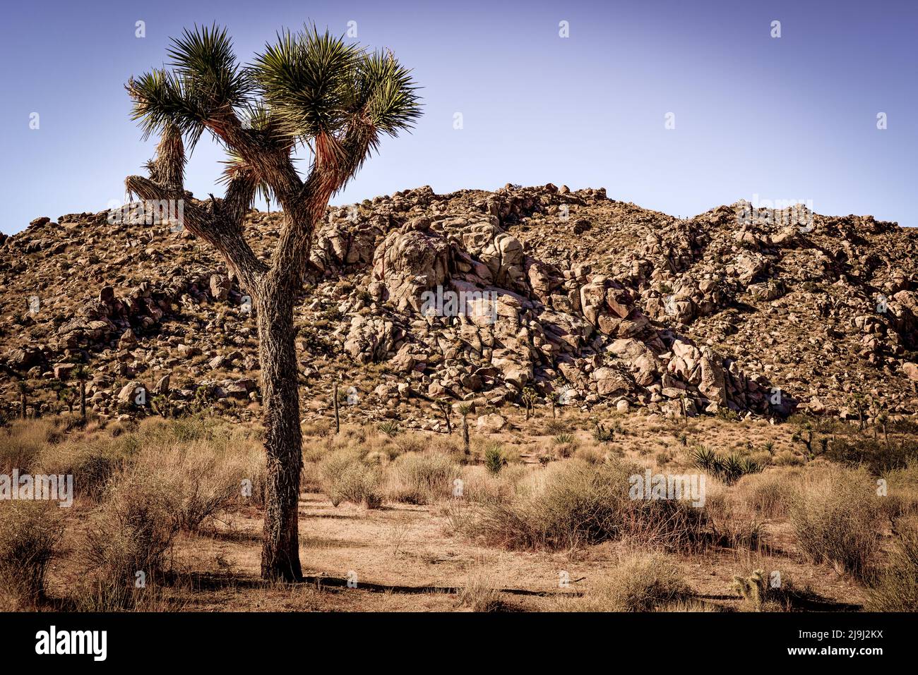 L'unique Joshua Tree avec son tronc barbu et ses feuilles picky dans ...