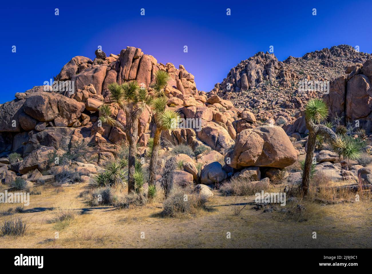 L'unique Joshua Tree avec son tronc barbu et ses feuilles picky dans ...