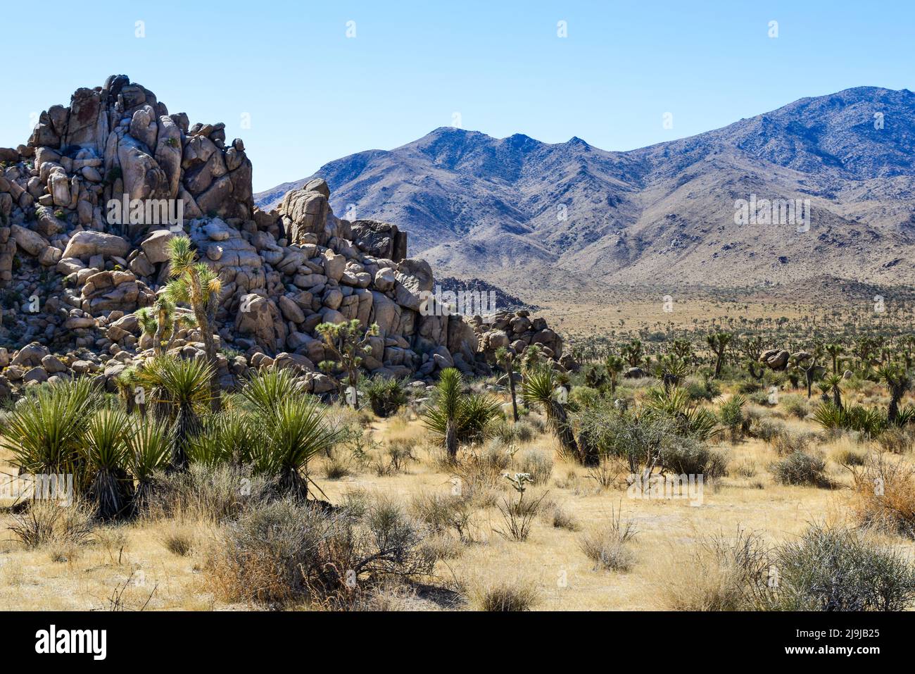 L'unique Joshua Tree avec son tronc poilu et ses amas de pointes parmi ...