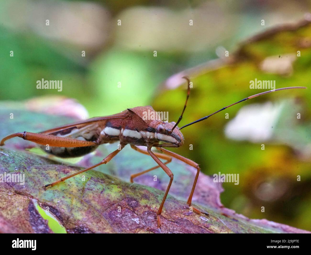Les insectes du riz peuvent être un ravageur important pour la plante ...