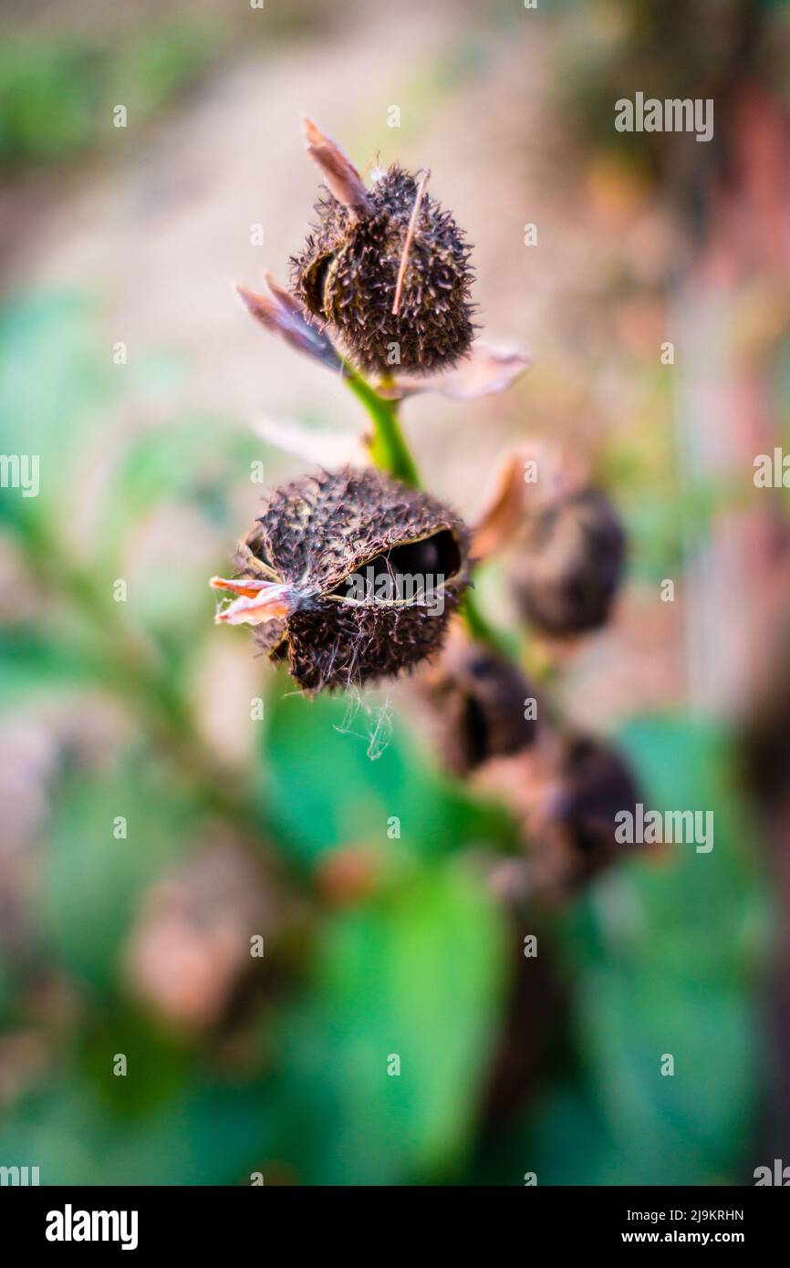 Fleur maya sauvage Banque de photographies et d’images à haute ...