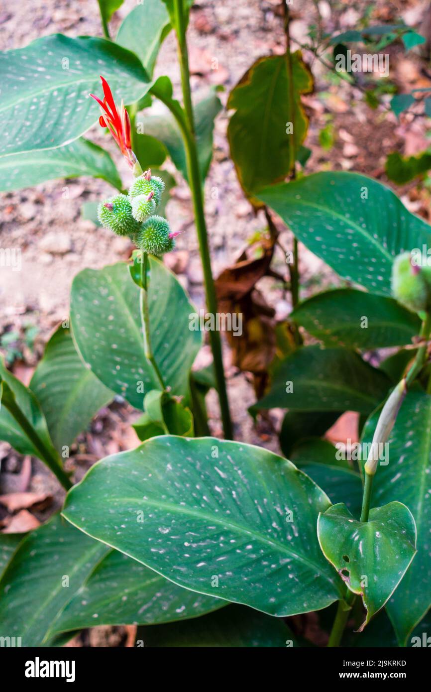 Plante maya Banque de photographies et d’images à haute résolution - Alamy