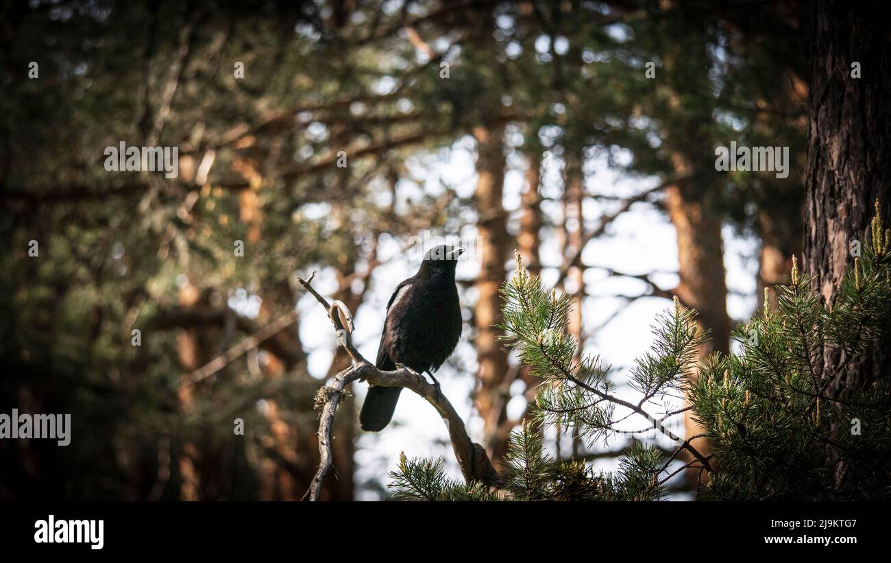 Corbeau se percher dans un arbre Banque de photographies et d’images à ...