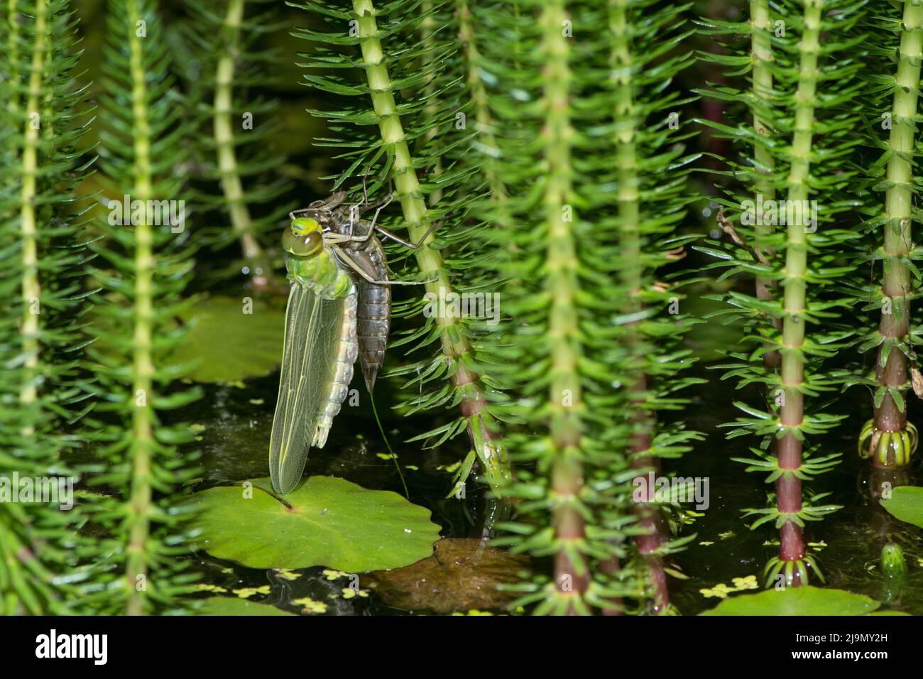 Larve de libellule empereur Banque de photographies et d’images à haute ...