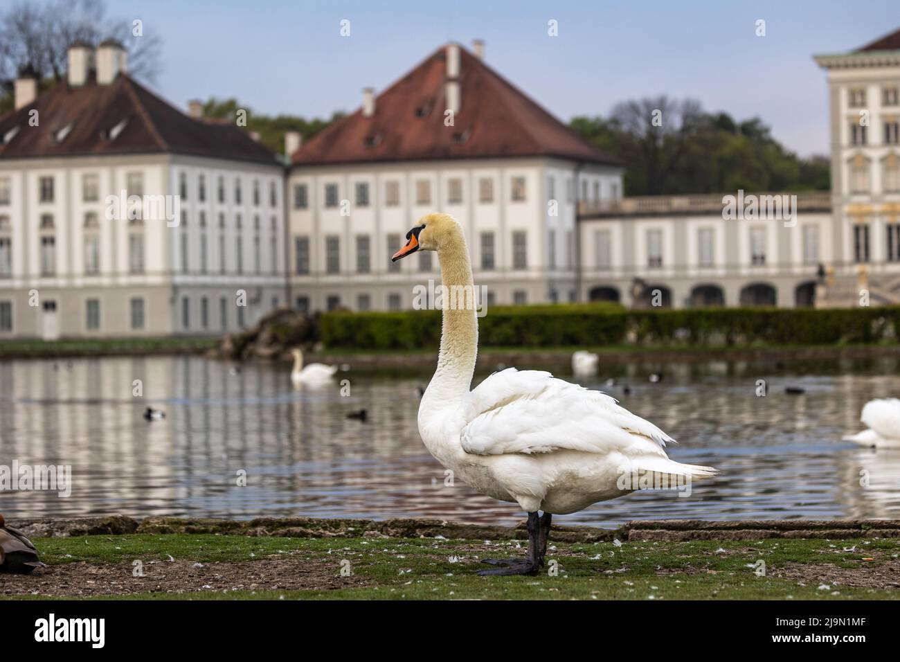 Le cygne muet, Cygnus olor est une espèce de cygne et un membre de la famille des Anatidae. Ici ...