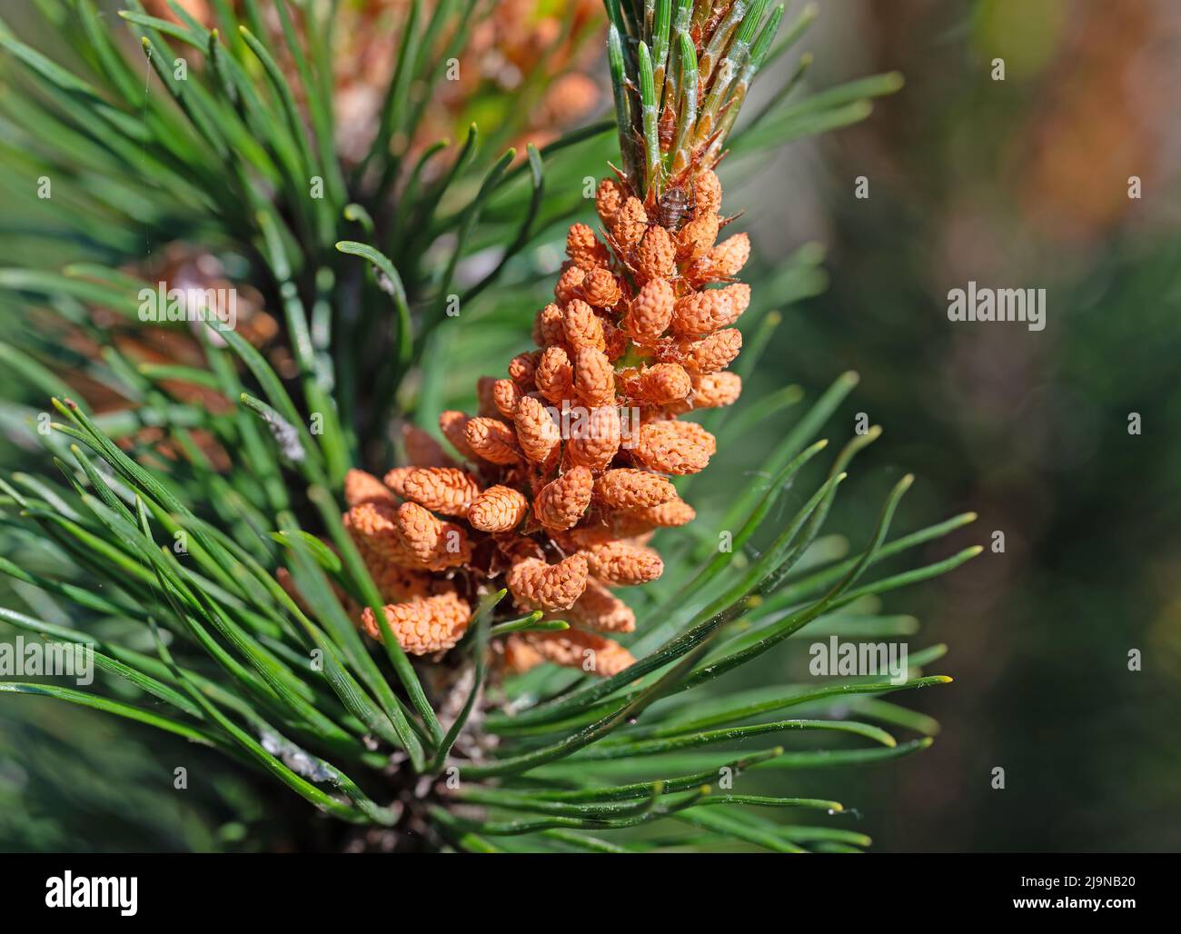 Fleurs de pin Banque de photographies et d’images à haute résolution ...