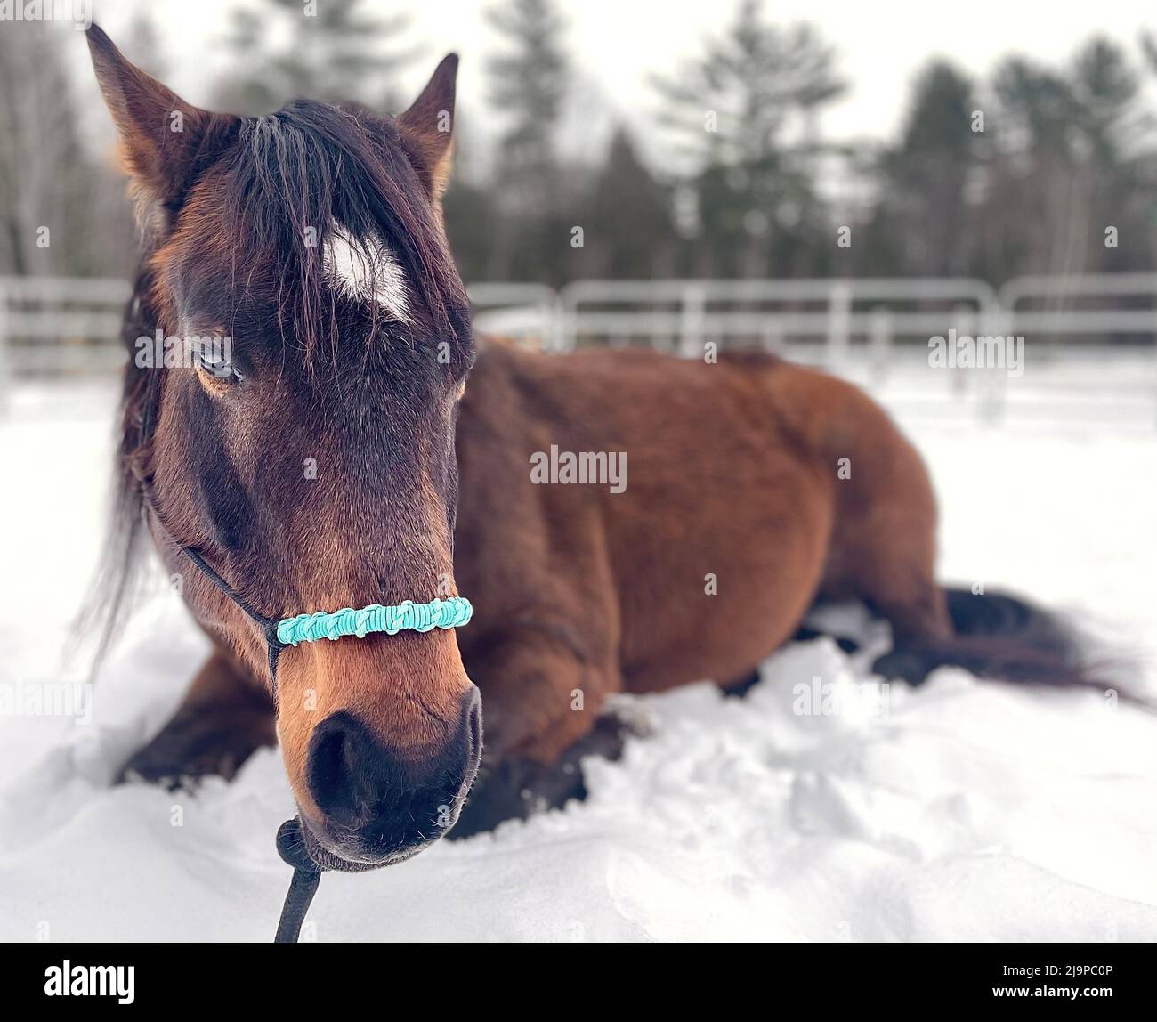 Cavalier assis cheval Banque de photographies et d’images à haute ...