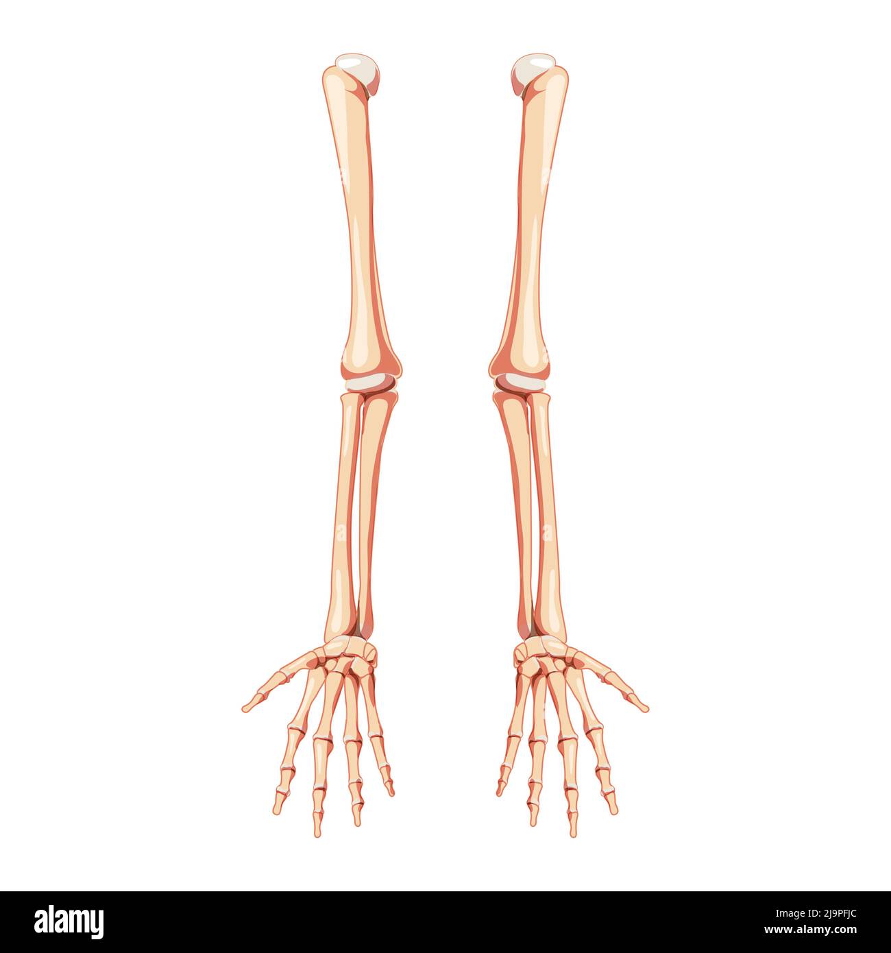 Arms Skeleton vue de face humaine. Jeu de mains, avant-bras, humérus ...