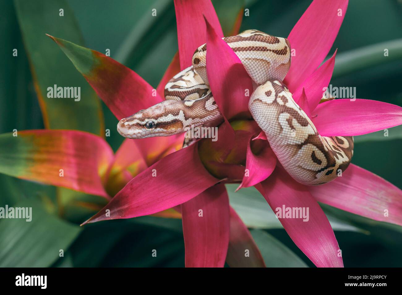 Baby python Banque de photographies et d’images à haute résolution - Alamy