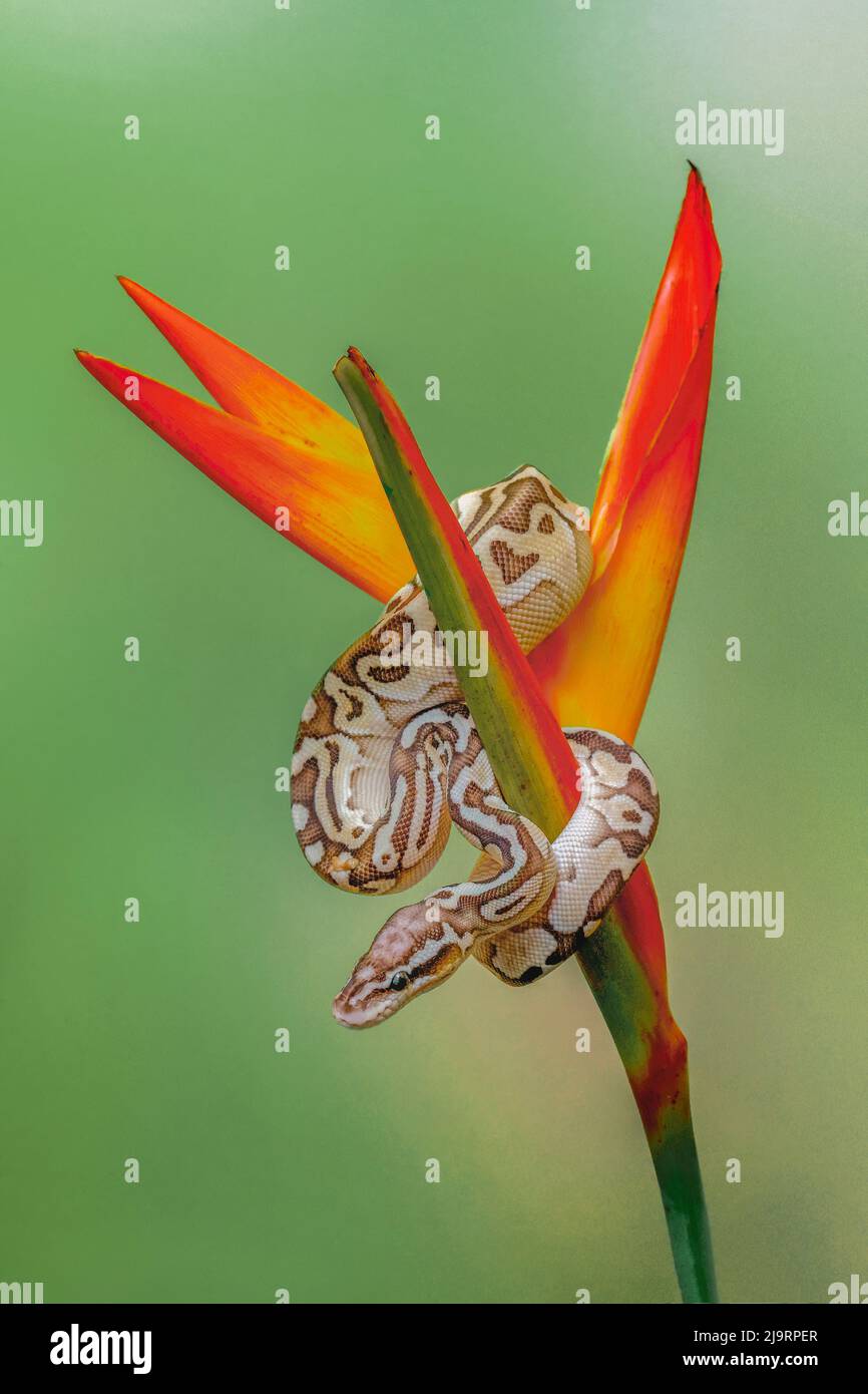 Baby python Banque de photographies et d’images à haute résolution - Alamy