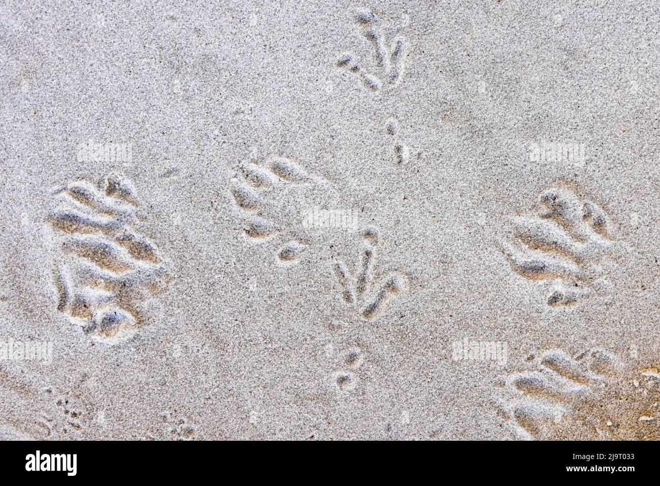 Empreinte de raton laveur Banque de photographies et d’images à haute ...