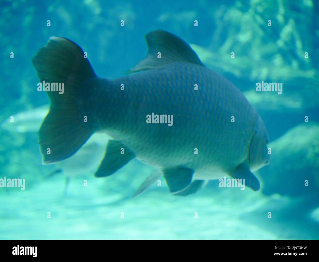 Carpe siamnoise géante également connue sous le nom de barbe géante ...