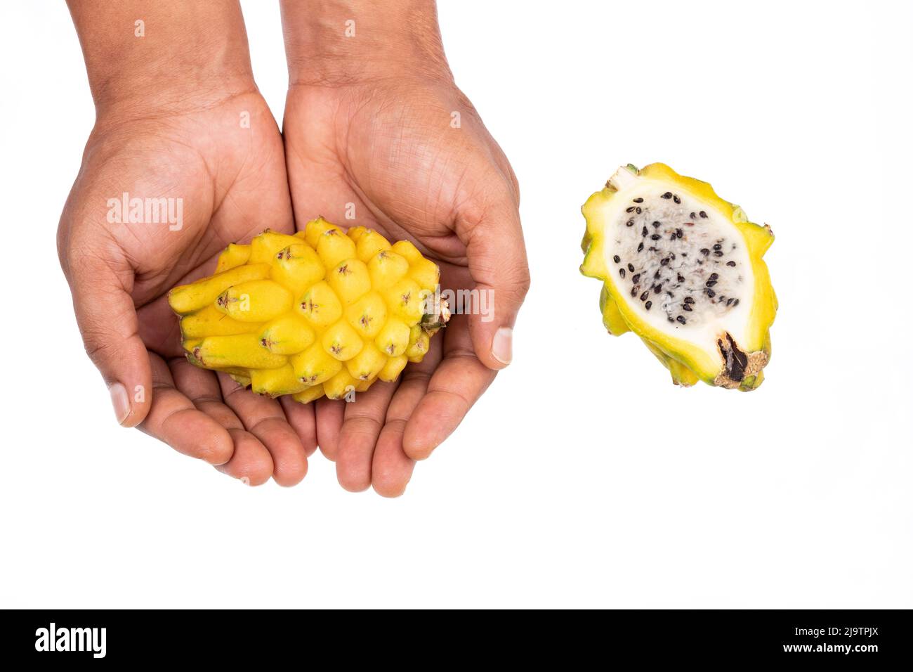 Cactus triangularis Banque de photographies et d’images à haute ...