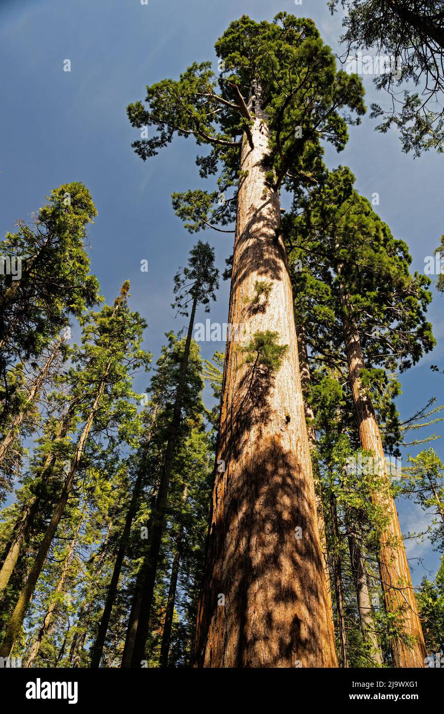 Calaveras grove big tree Banque de photographies et d’images à haute ...