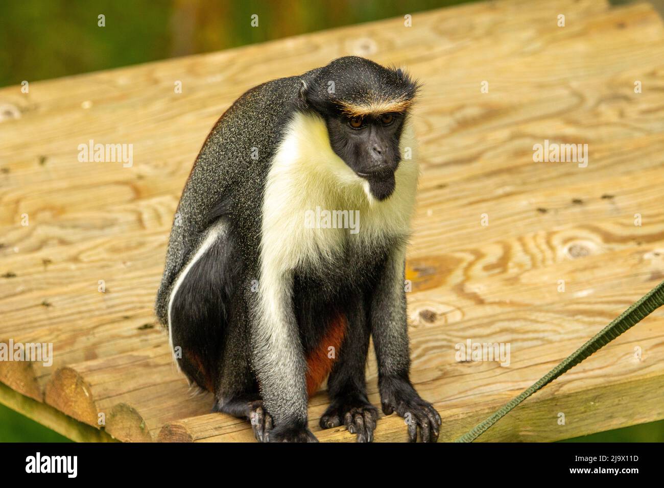 Diana monkey cercopithecus diana diana Banque de photographies et d ...
