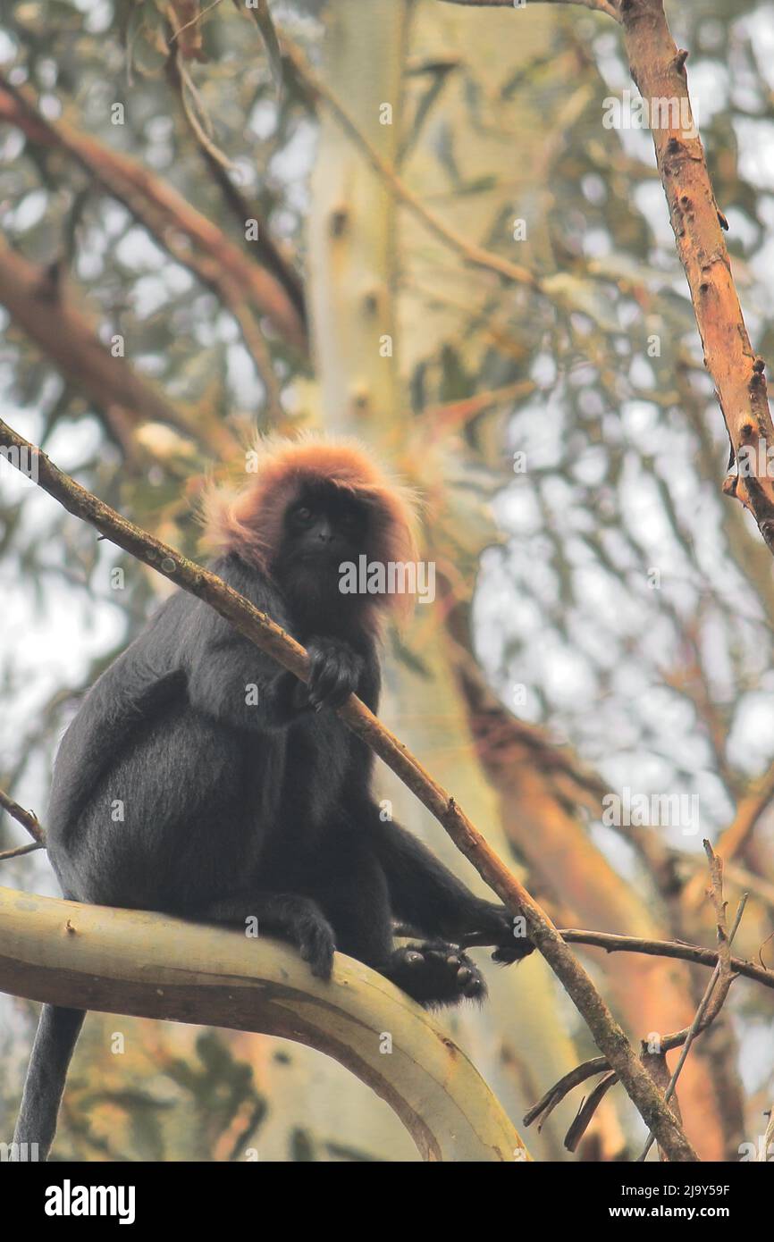 Trachypithecus johnii nilgiri langur Banque de photographies et d ...