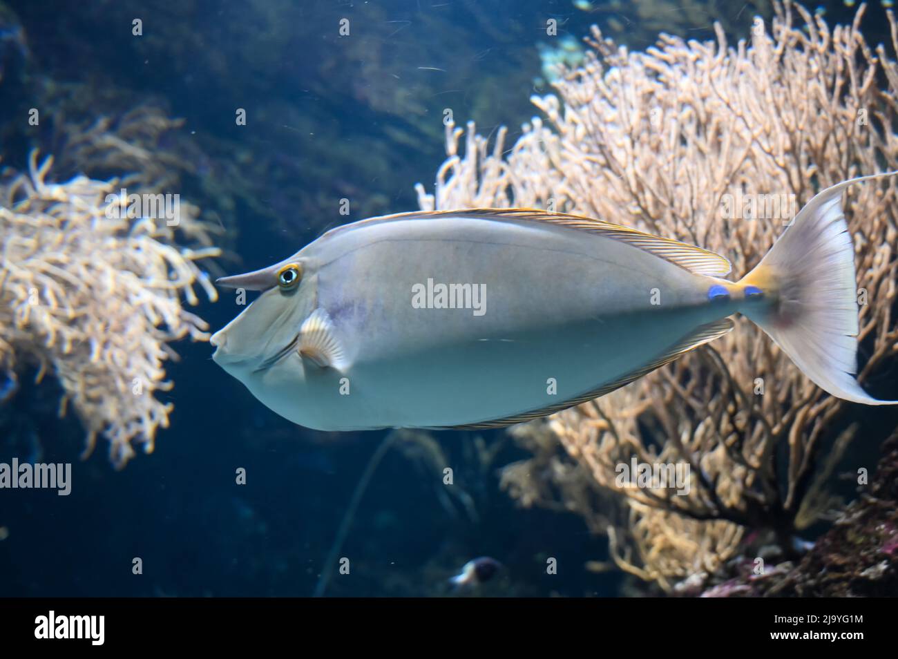 Barcheek licorne Banque de photographies et d’images à haute résolution ...