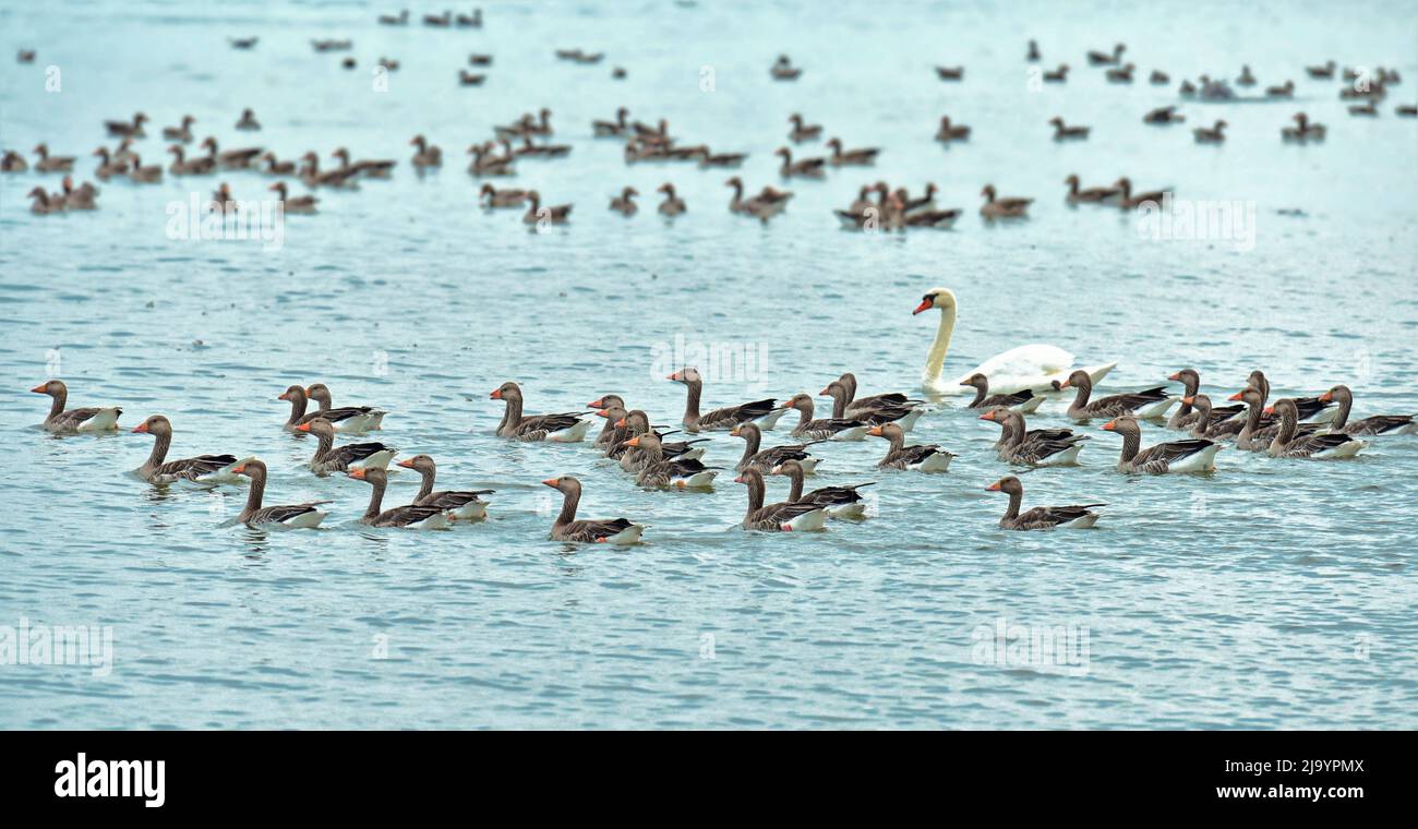 Oie de soie Banque de photographies et d’images à haute résolution - Alamy
