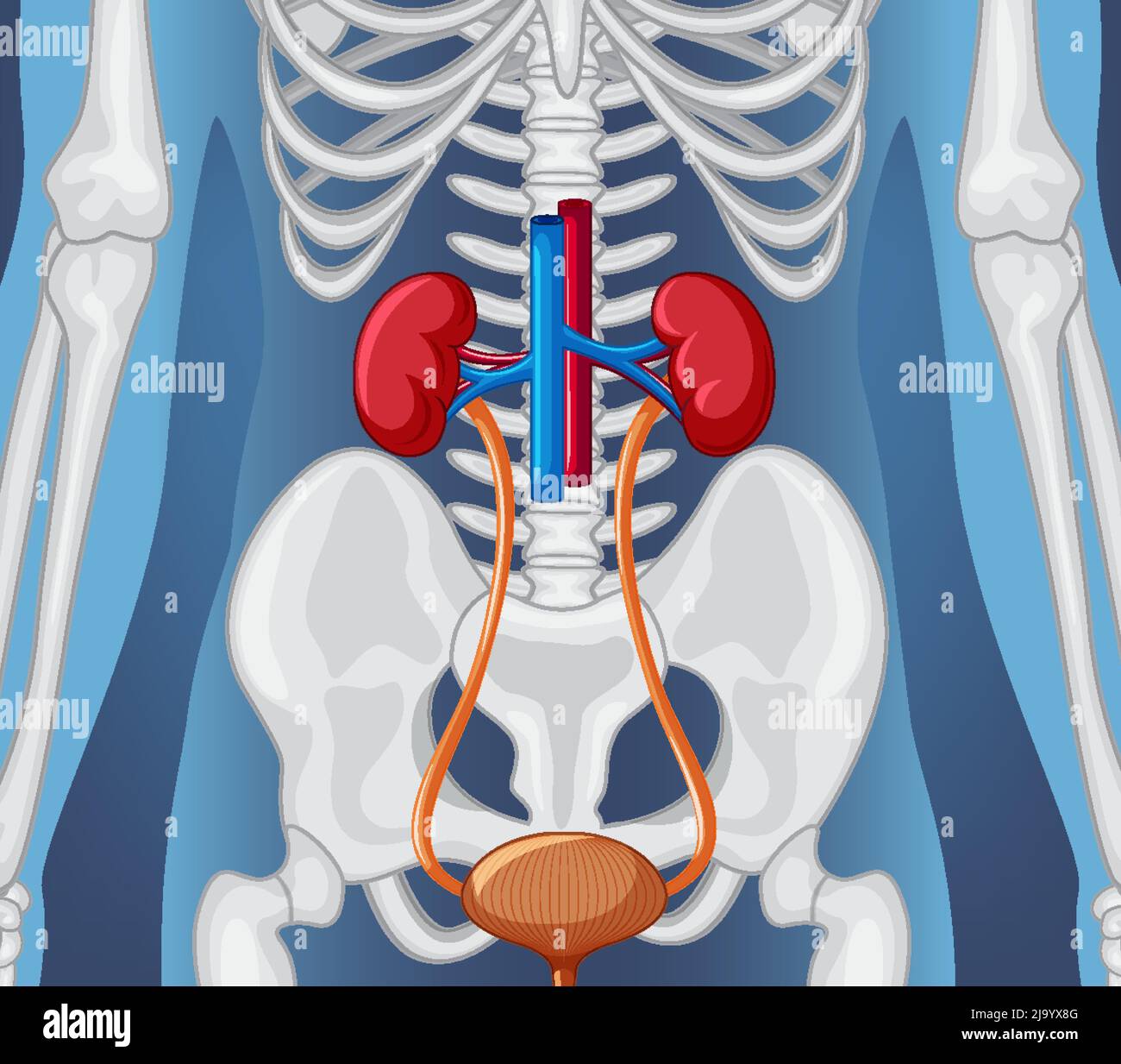 Illustration de l'organe interne humain avec reins et vessie Image ...