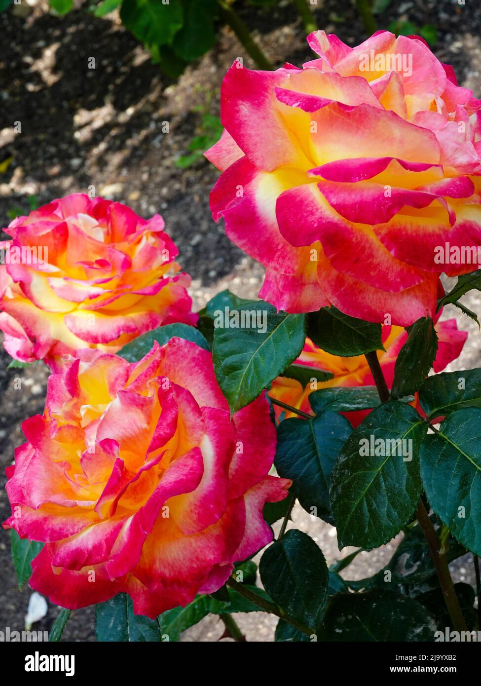 Rose pullman orient express Banque de photographies et d’images à haute ...