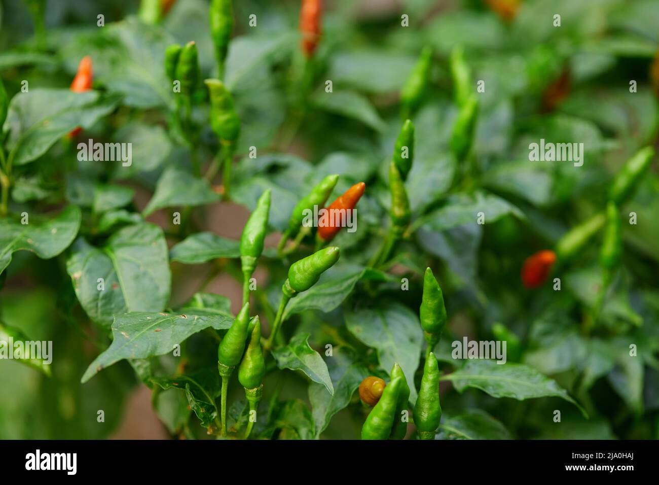 Piment chili frais Banque de photographies et d’images à haute ...