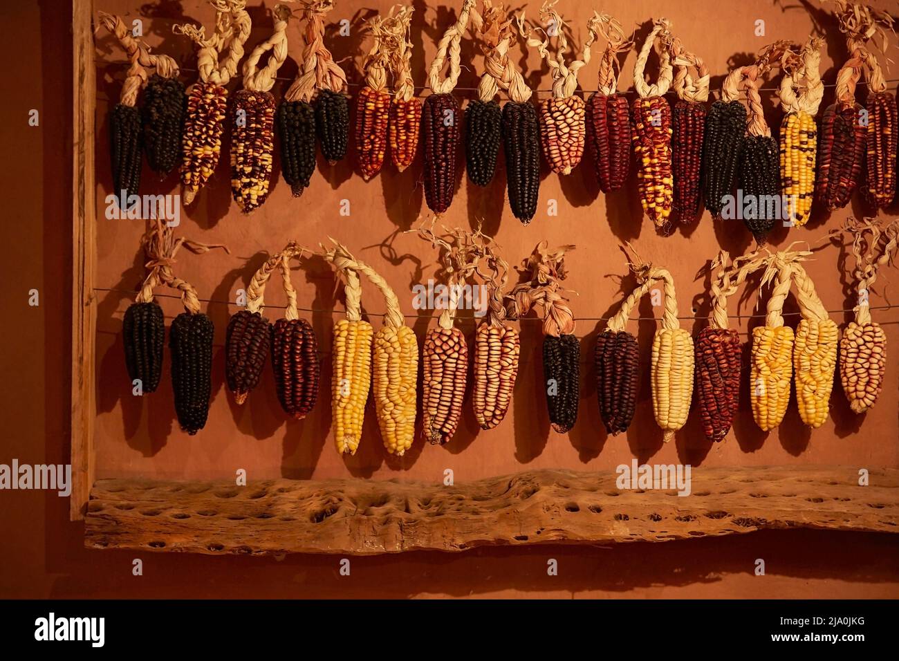 Différents types de maïs cultivés dans la province de Jujuy exposés ...