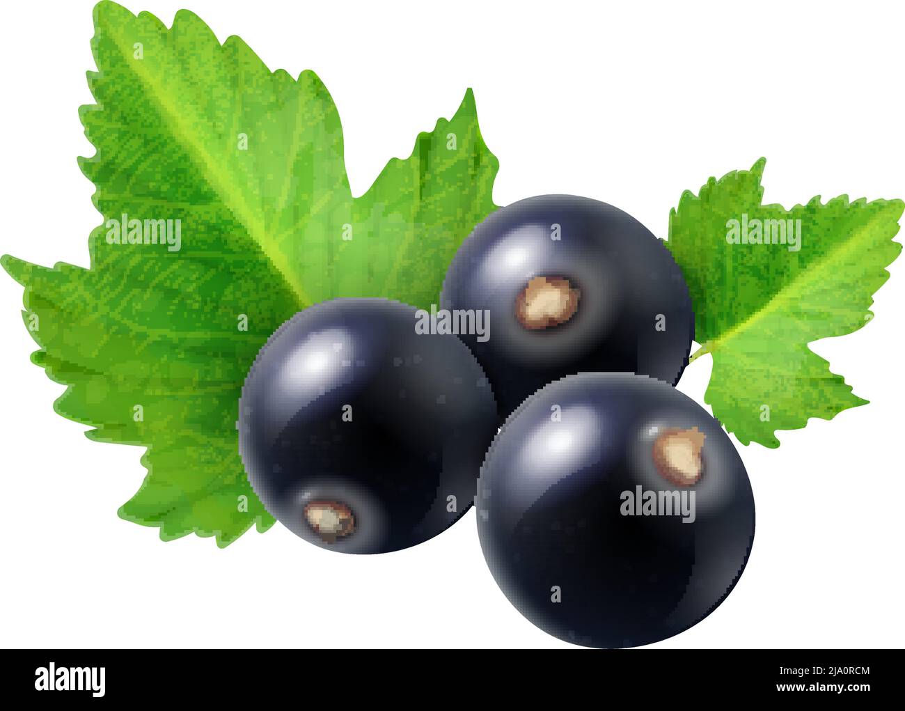 Feuilles de cassis Banque d'images vectorielles - Alamy