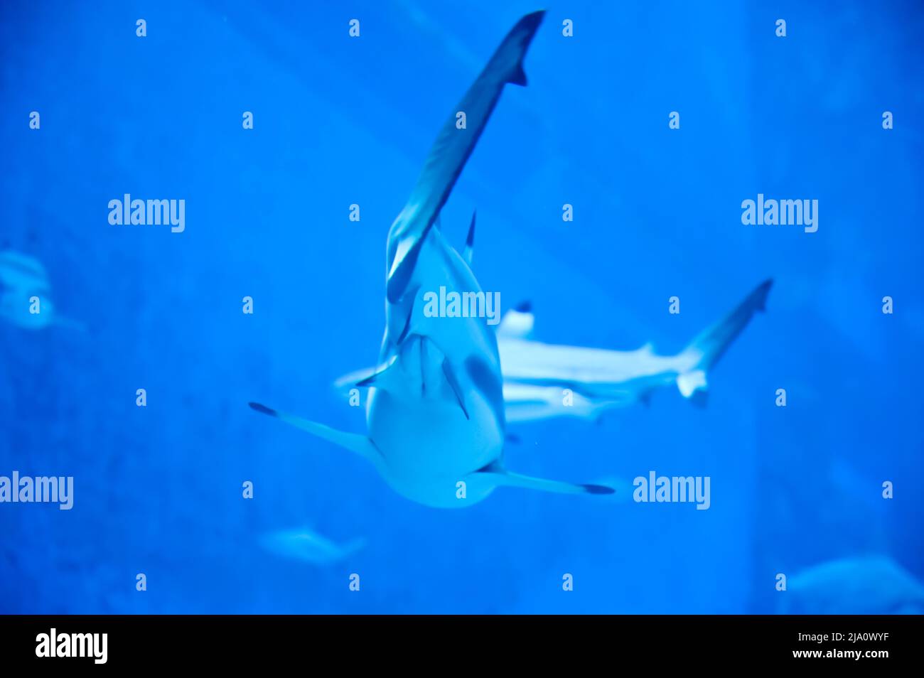 Espèces de requins Banque de photographies et d’images à haute ...