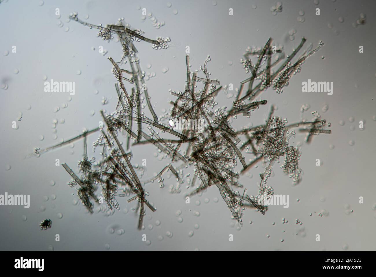 Filaments et spores de moisissures provenant du moule Aspergillus sous ...