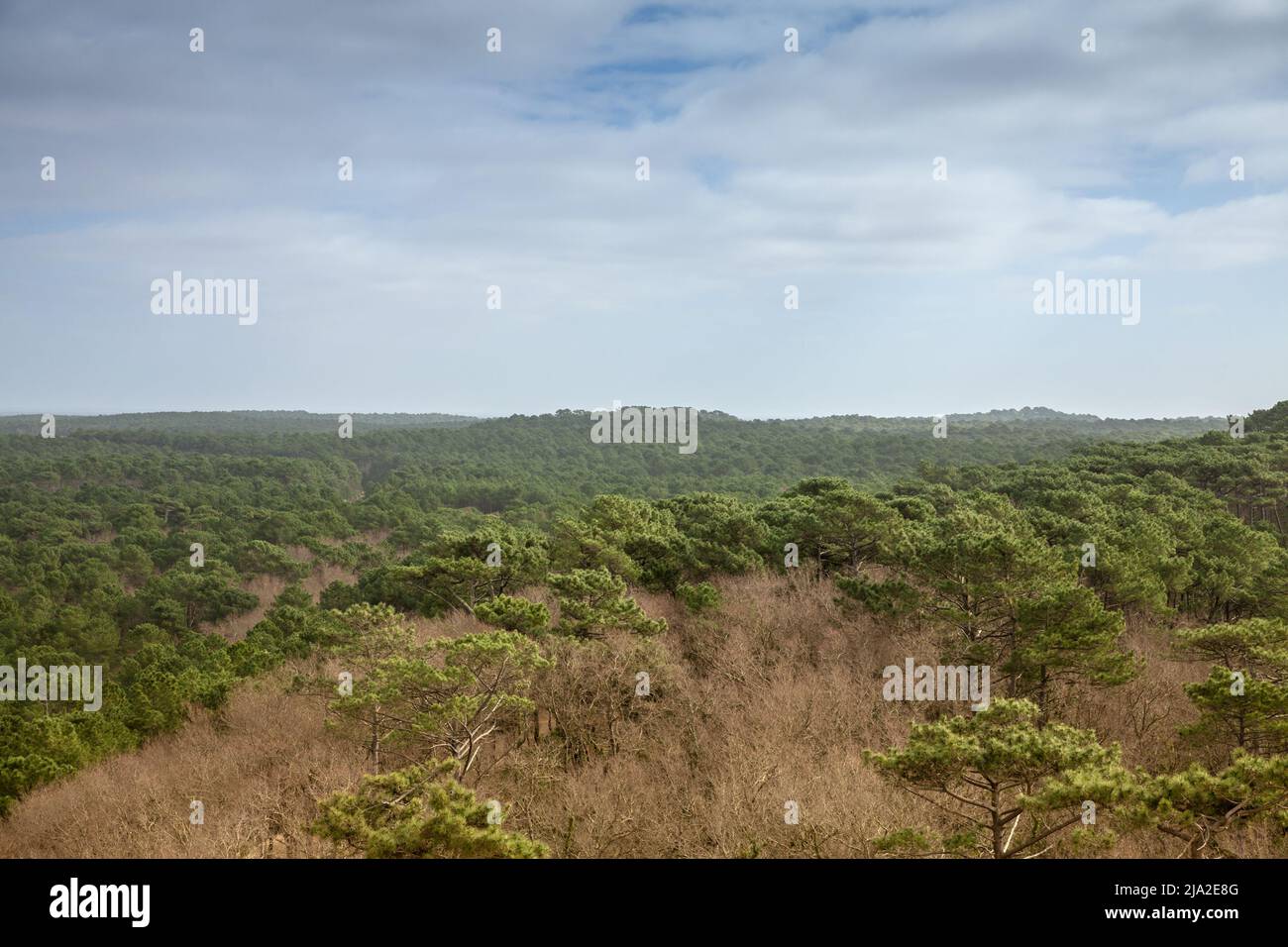 Photo d'une forêt de sapins et de pins vue d'en haut, dans la forêt de ...