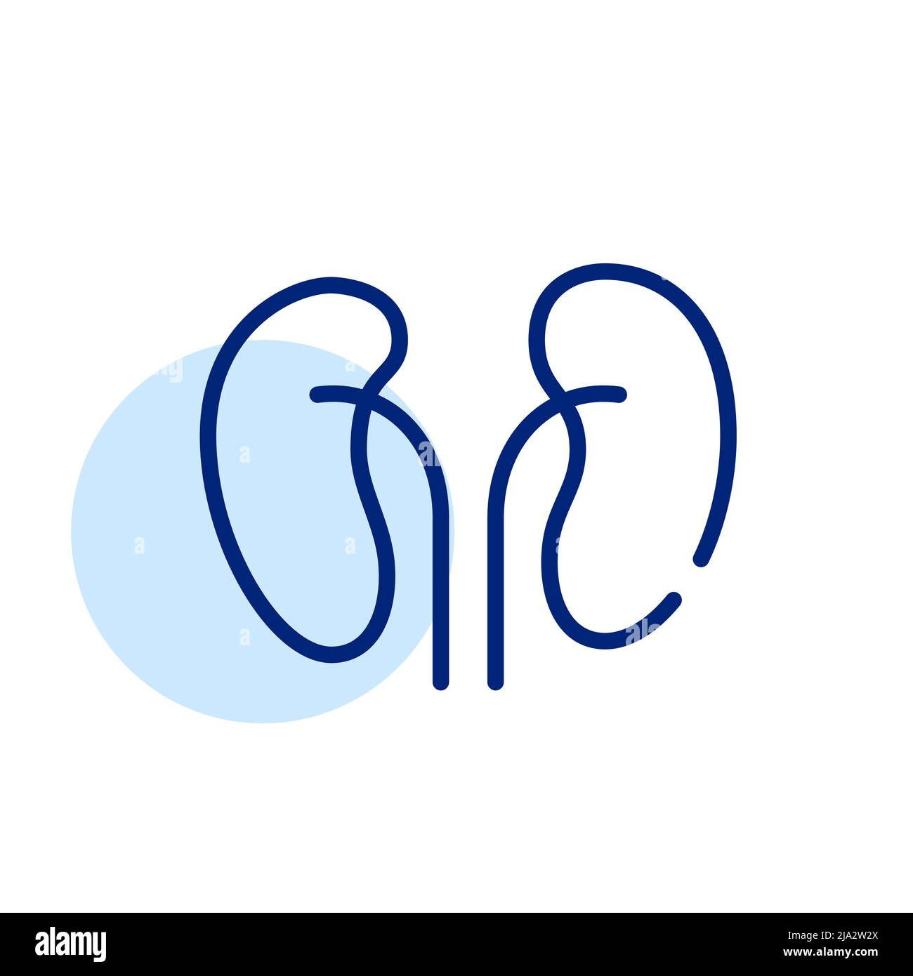 Reins humains. Icône de l'anatomie interne de l'organe. Illustration de ...