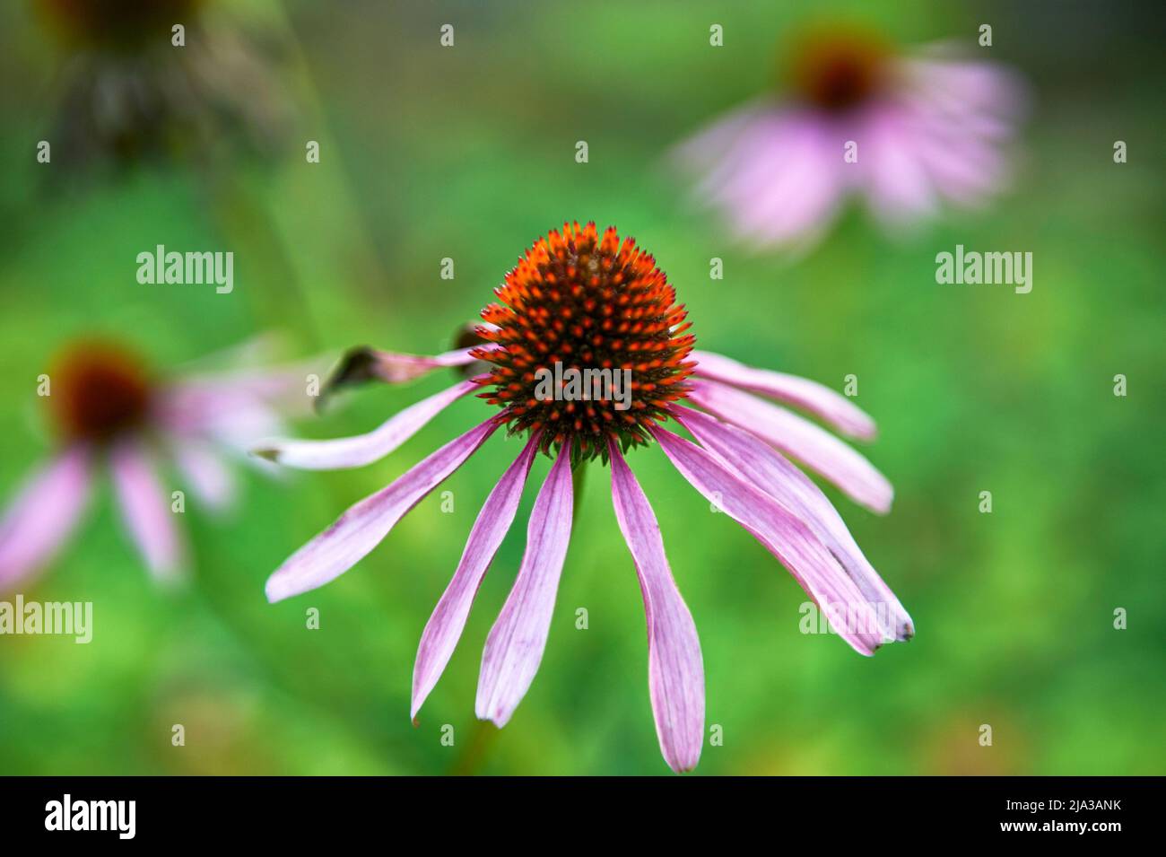 Fleurs rose vif en automne Banque de photographies et d’images à haute ...