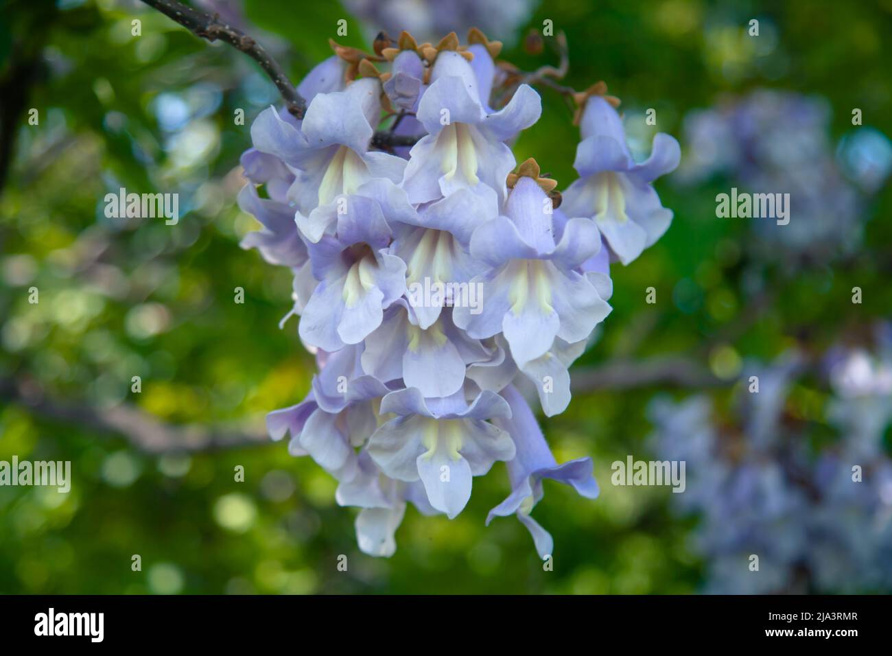 Fleurs de paulownia (paulowania latine), ou l'arbre d'Adam ou l'arbre ...