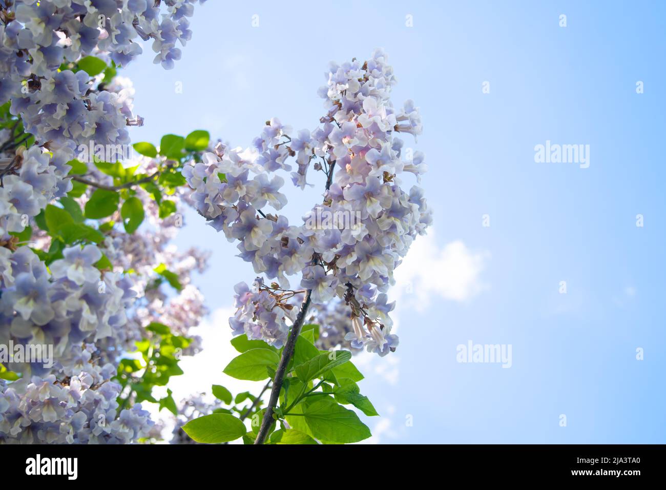 Fleurs de paulownia (paulowania latine), ou l'arbre d'Adam ou l'arbre ...