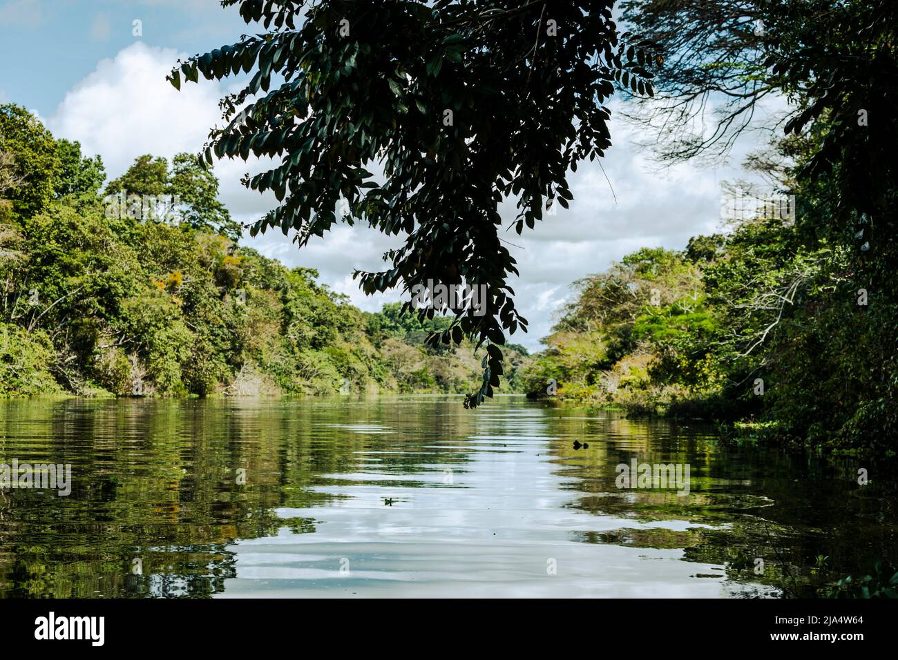 Jungle amazonienne Banque de photographies et d’images à haute ...