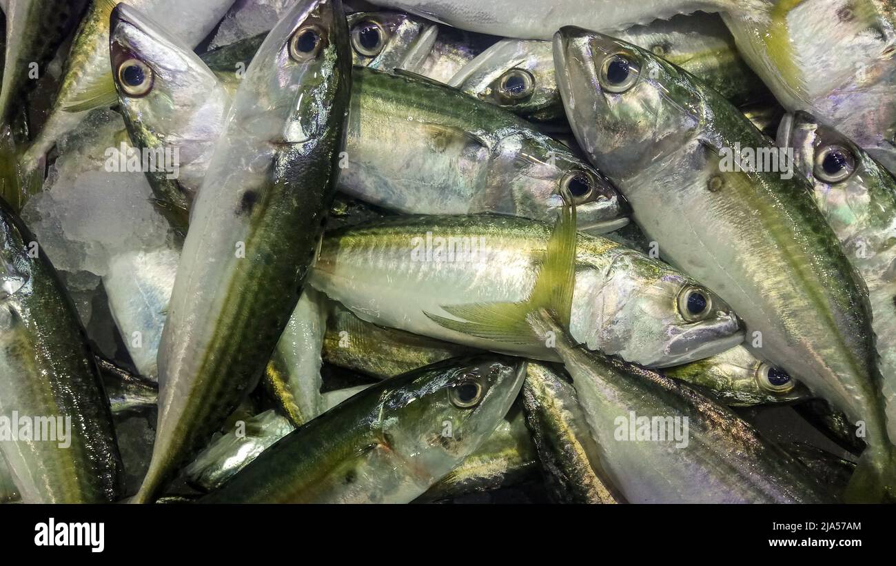 Fish market saudia arabia Banque de photographies et d’images à haute ...